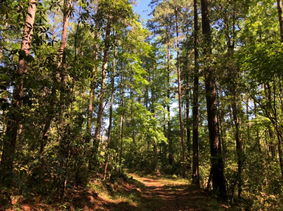 Impactos ambientales positivos en su zona de influencia - COMSA