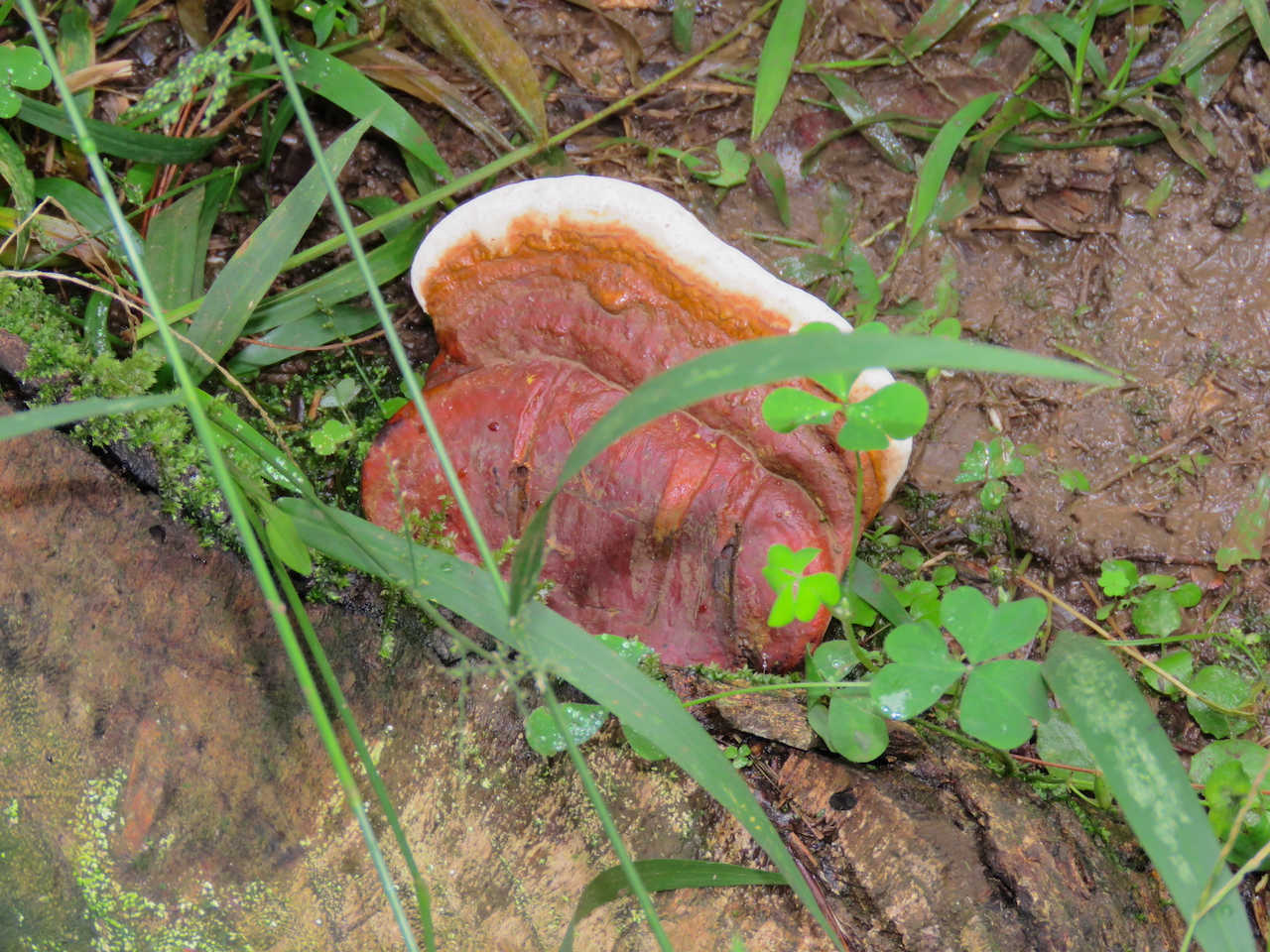 Reproducción de hongos en COMSA | COMSA